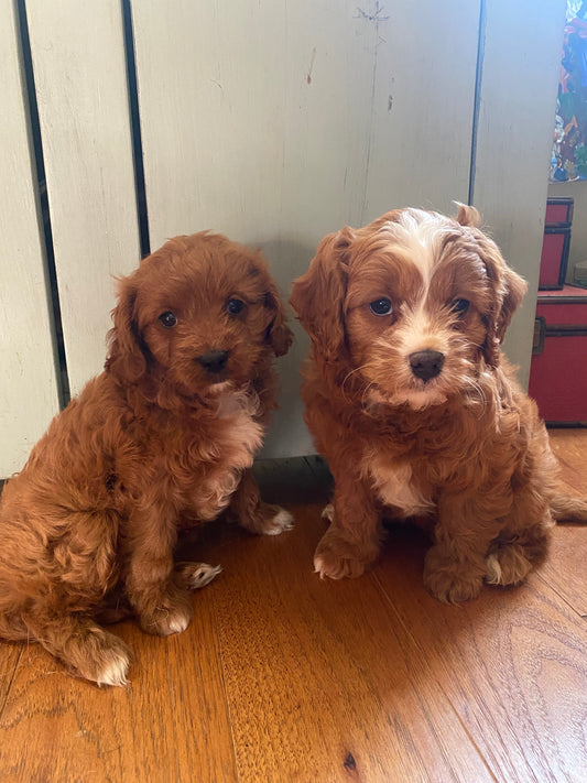 Available puppies – Little Painted Puppies