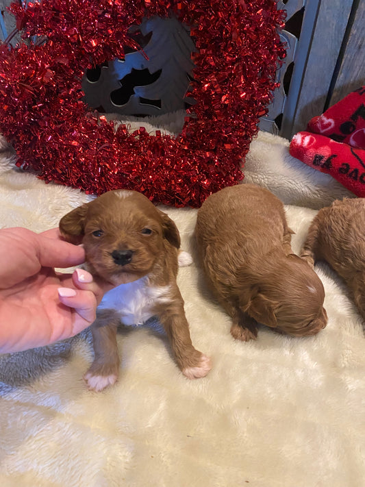 Available puppies – Little Painted Puppies