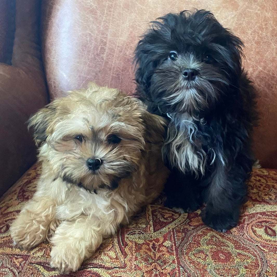 Available puppies – Little Painted Puppies