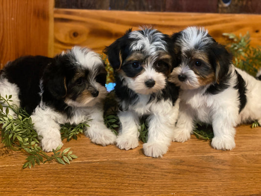 Available puppies – Little Painted Puppies
